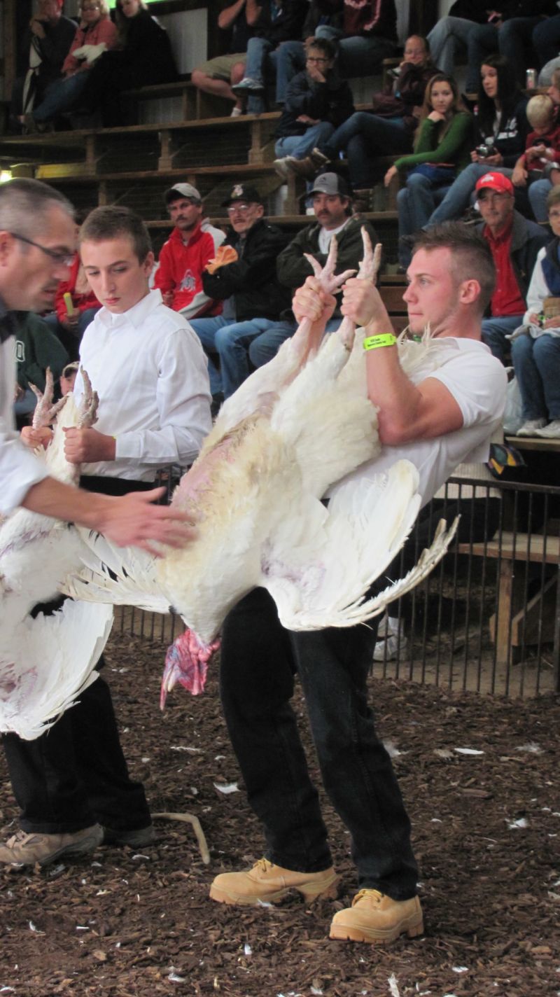 Talking turkey at the fair: Gobblers strut their… | The Bargain Hunter Talking turkey at the fair: Gobblers strut their… | The Bargain Hunter